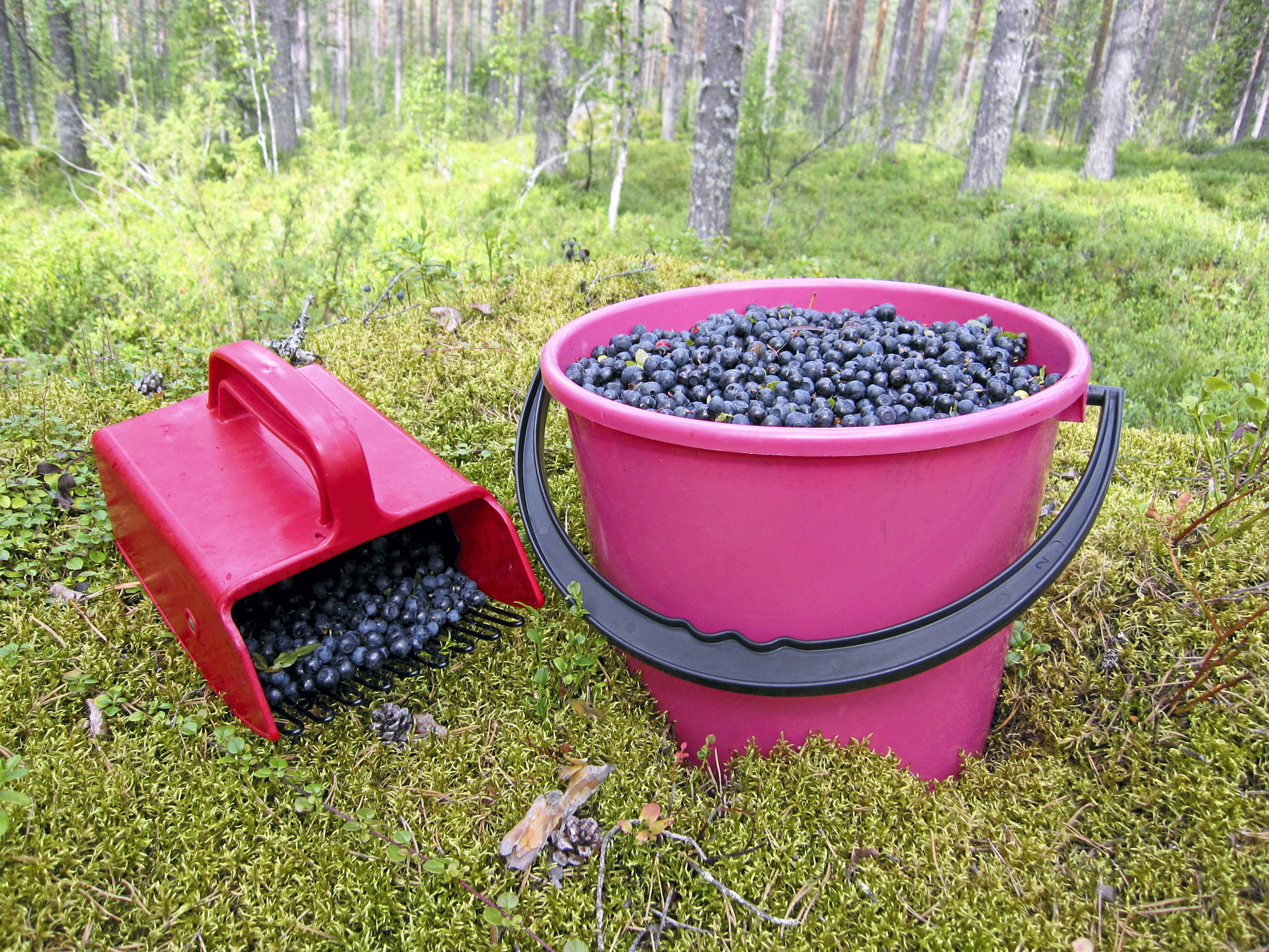 Marjat poimitaan tänä vuonna suomalaisten voimin – marjoista 90 ...